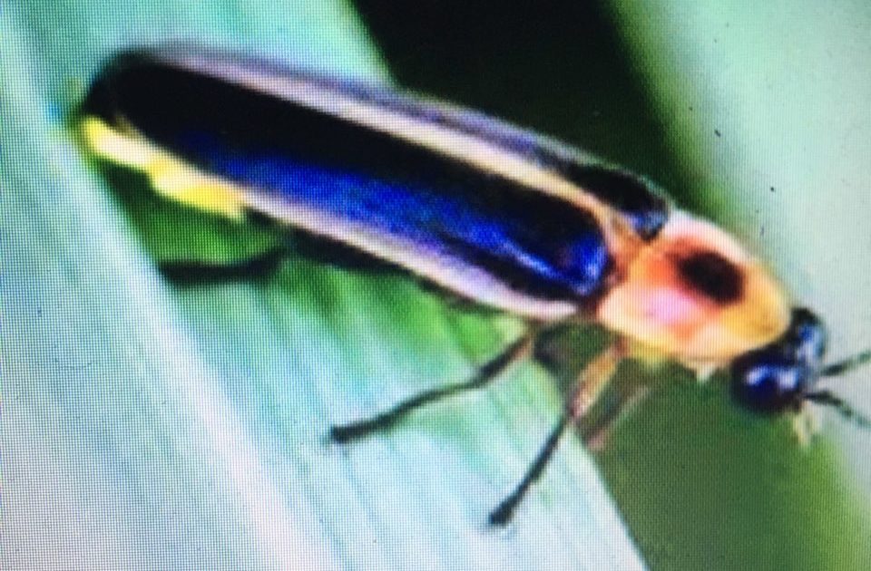 Fireflies | Children's Museum of Richmond