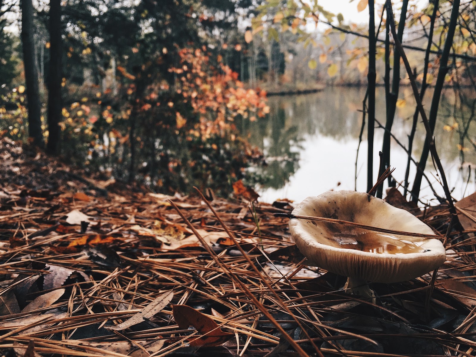 Toddler Hikes for Spring | Children's Museum of Richmond